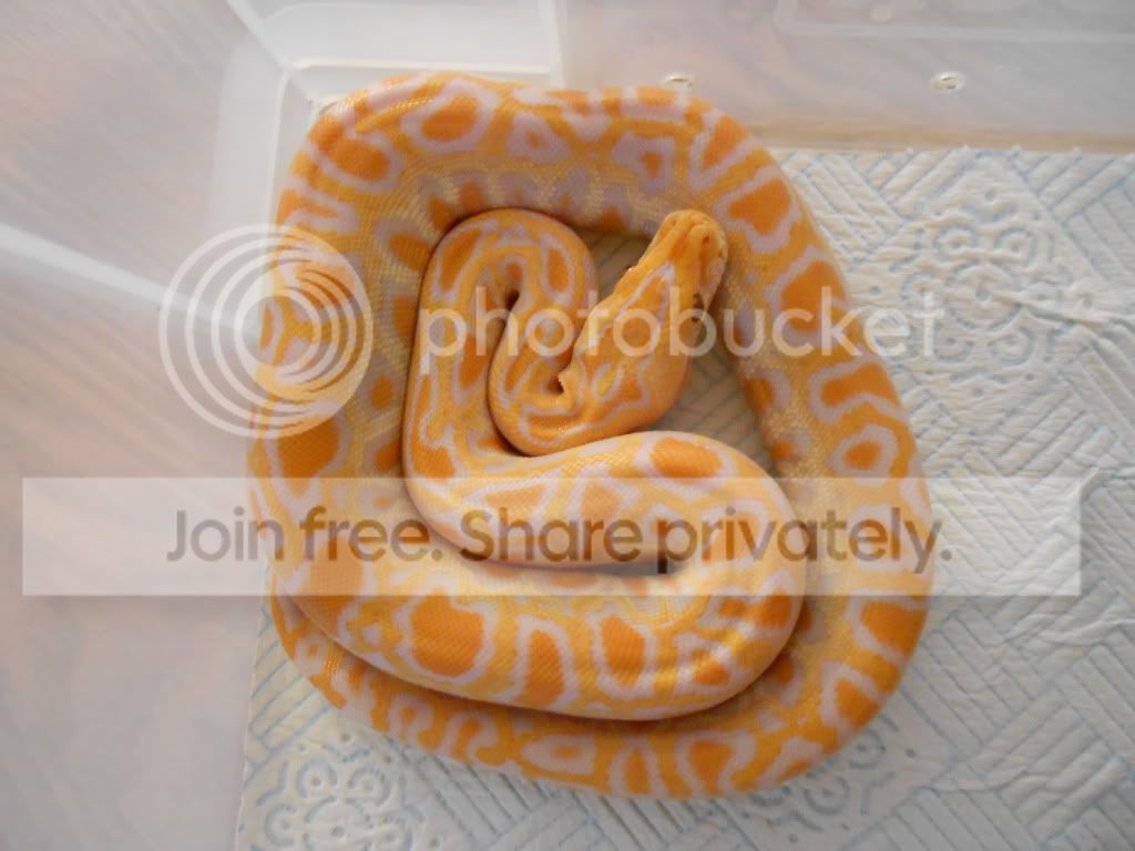 albino burm | Reptile Forums